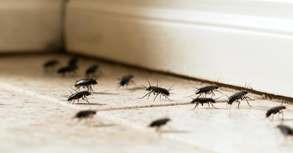 8 Signs Of Cockroach Infestation In Winter How To Treat